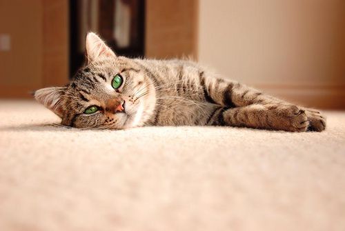 El gato geriátrico